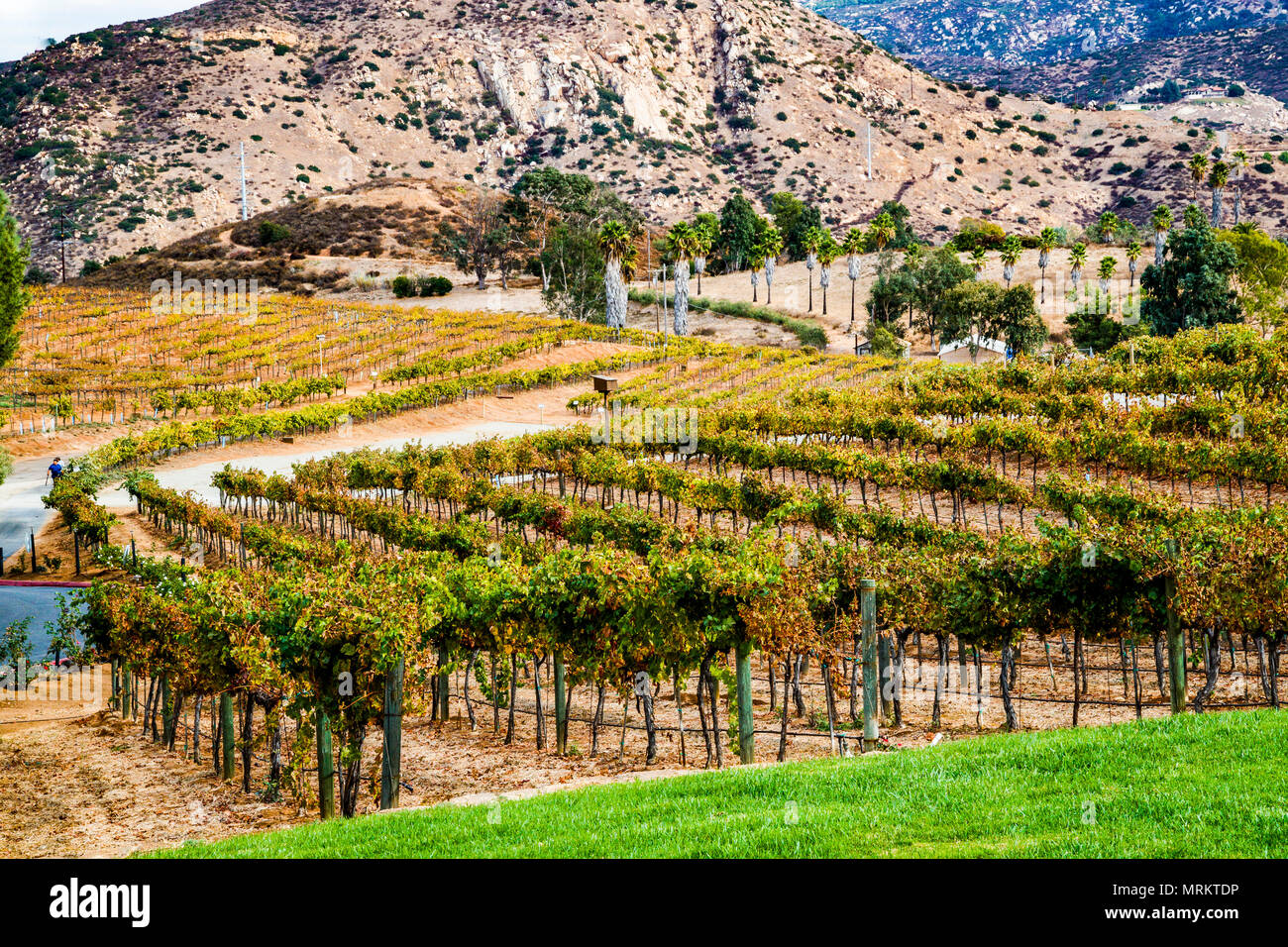 grape vines after the harvest Stock Photo - Alamy