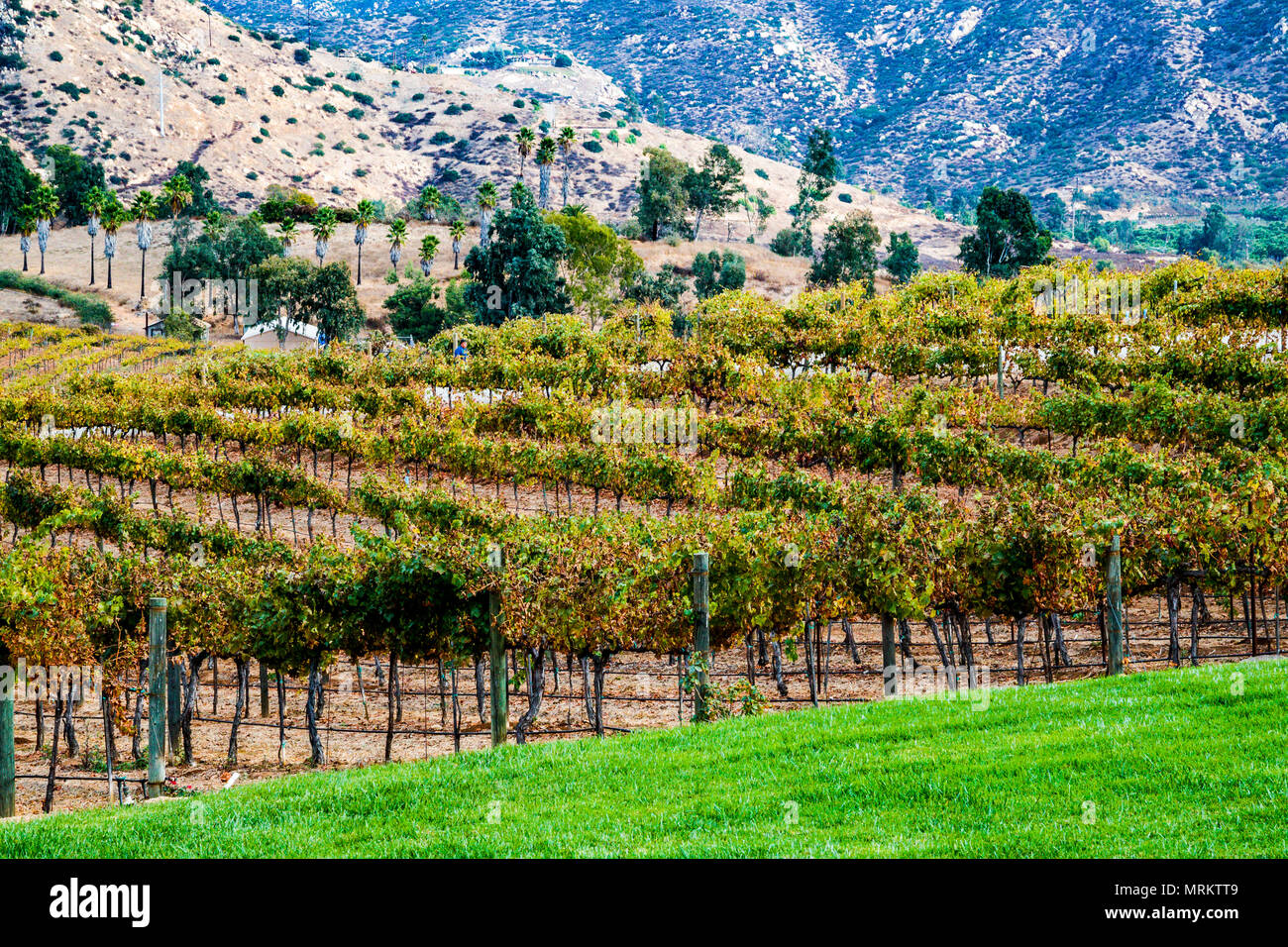 grape vines after the harvest Stock Photo - Alamy