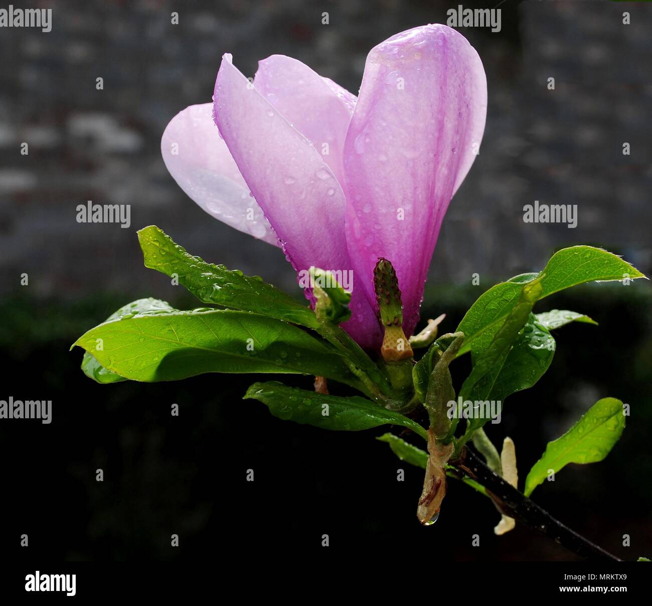 Jane Magnolia Tree Blossom Stock Photo - Alamy