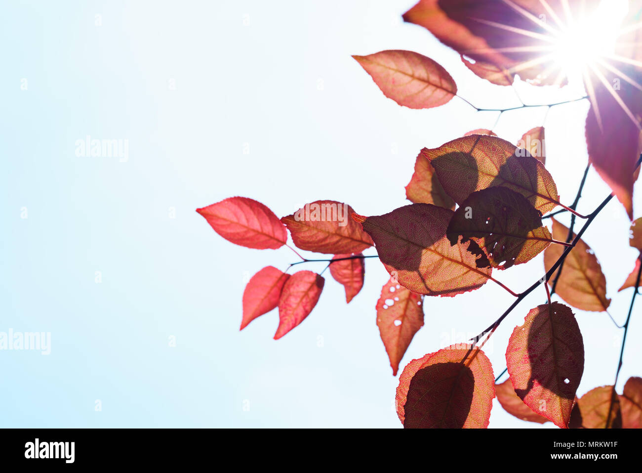 Fall in the forest. spring tree with red leaves and rays of sun light ...