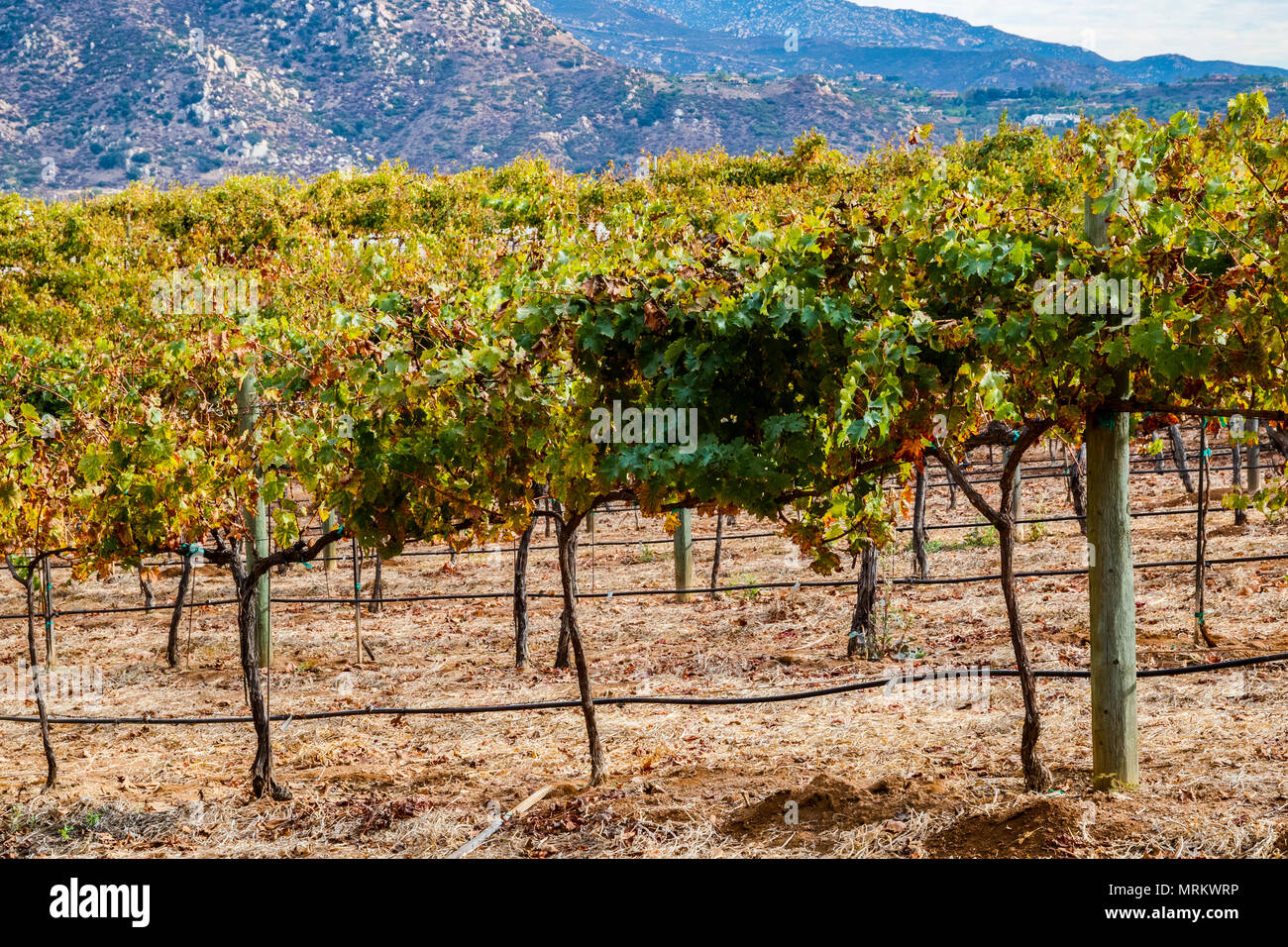grape vines after the harvest Stock Photo - Alamy