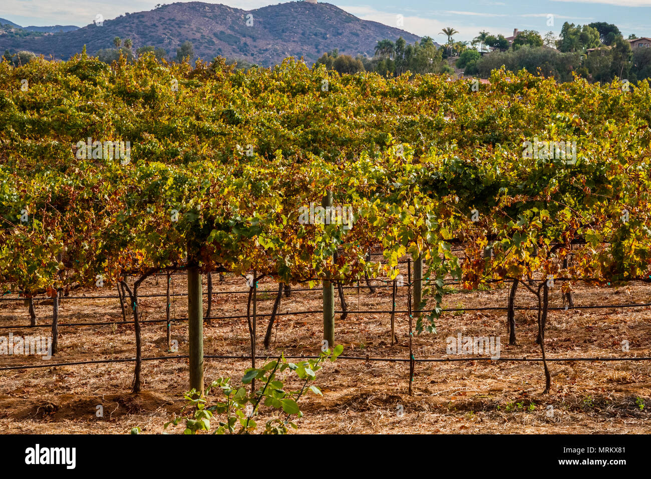 grape vines after the harvest Stock Photo - Alamy