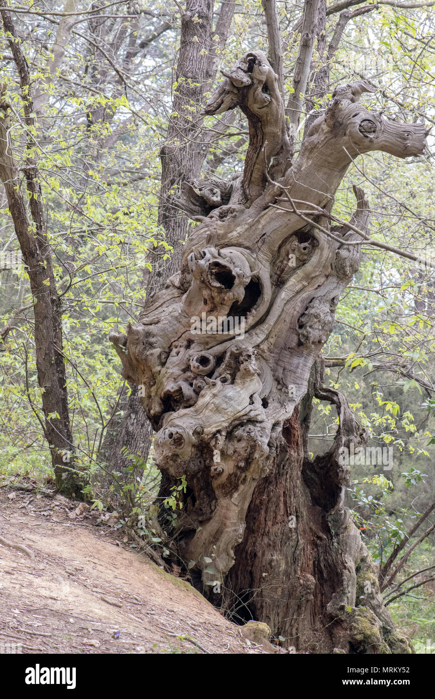 Death of huge tree hi-res stock photography and images - Alamy