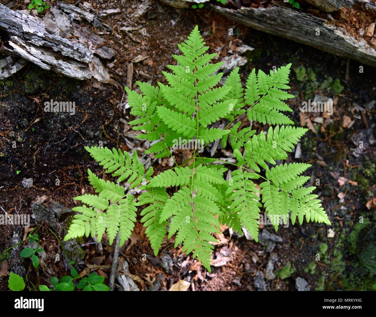 Pennsylvania forest hi-res stock photography and images - Alamy