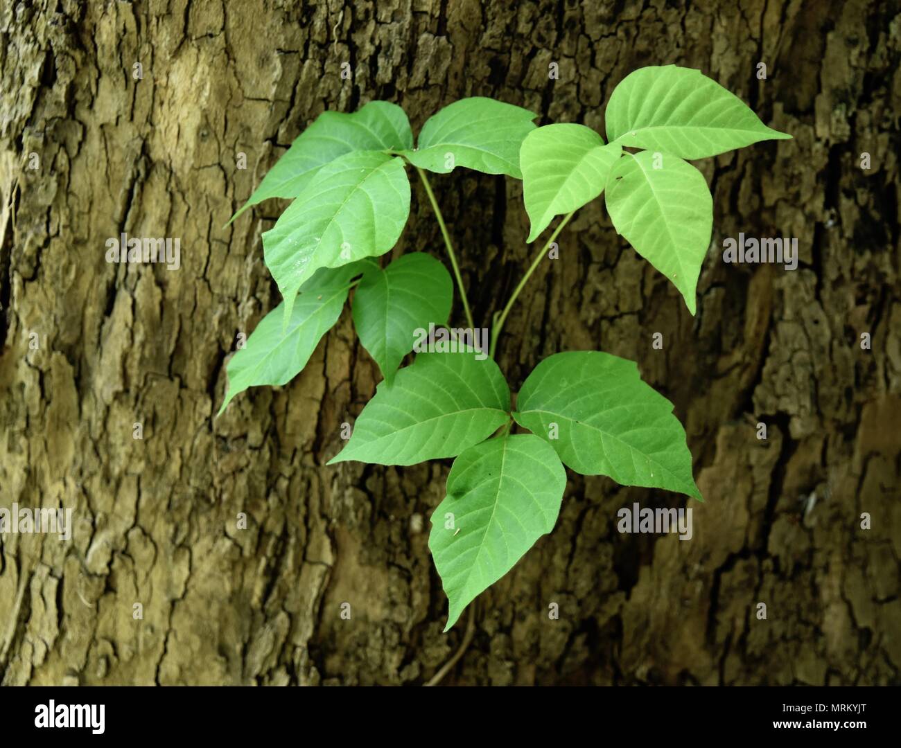 Poison ivy vine hi-res stock photography and images - Alamy