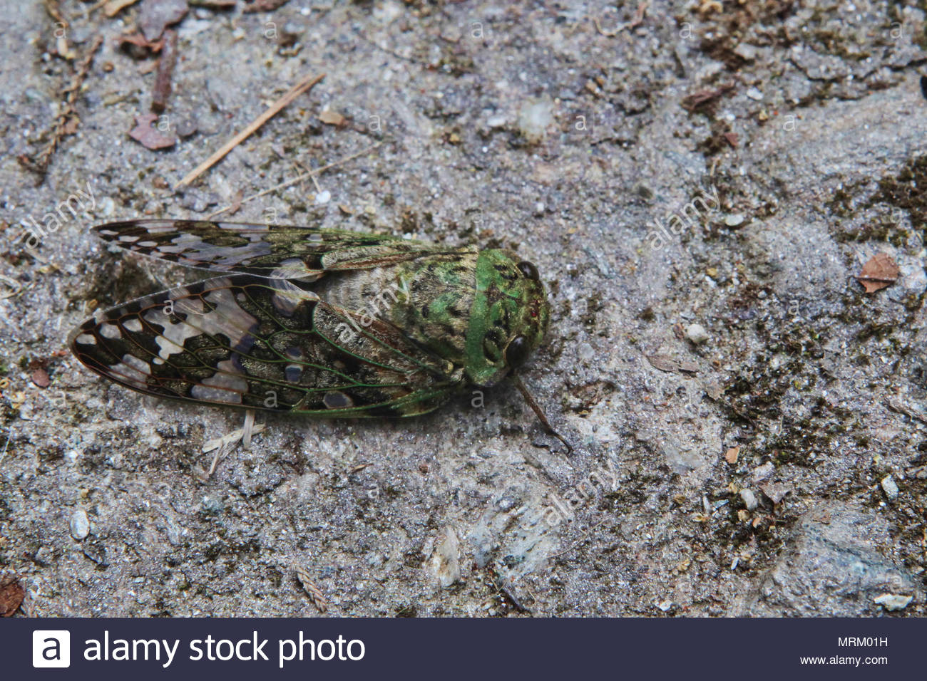 Tettigarctidae High Resolution Stock Photography and Images - Alamy
