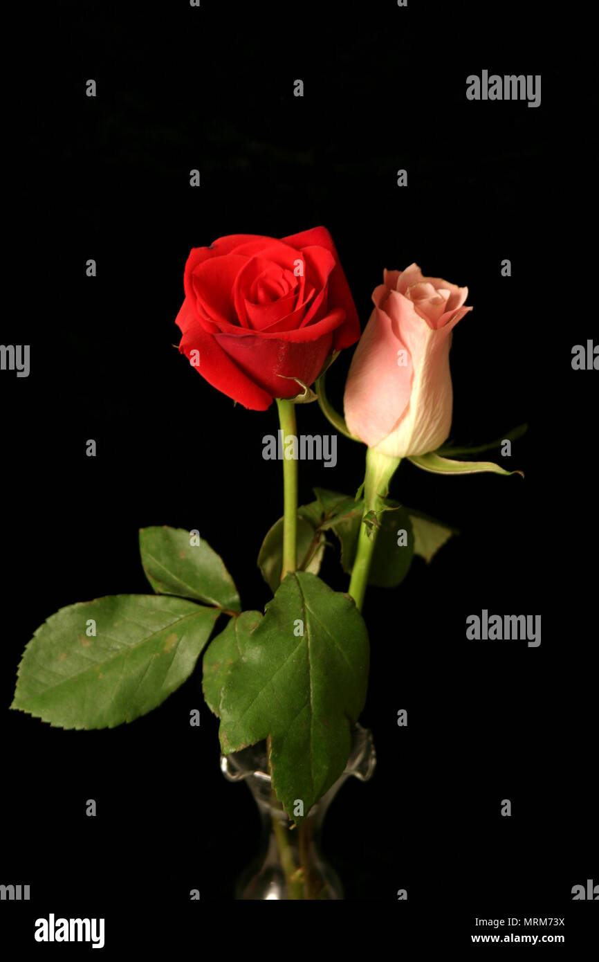 Red and Pink Roses Stock Photo - Alamy