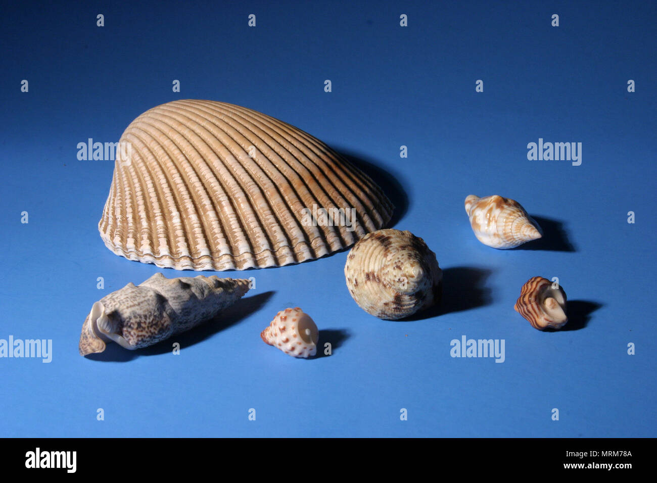 Assortment of seashells hi-res stock photography and images - Alamy