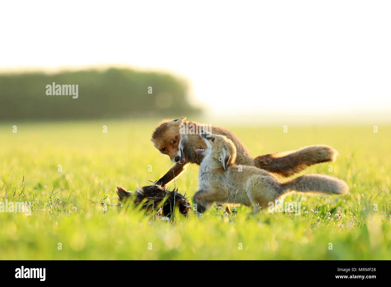 Two red foxes fight for catched bird on meadow in the morning - Vulpes ...