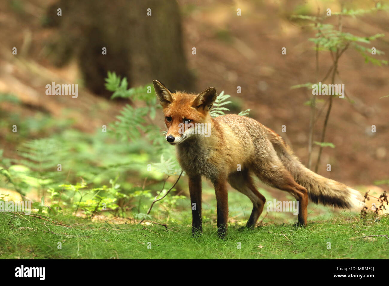 Adult red fox hi-res stock photography and images - Alamy