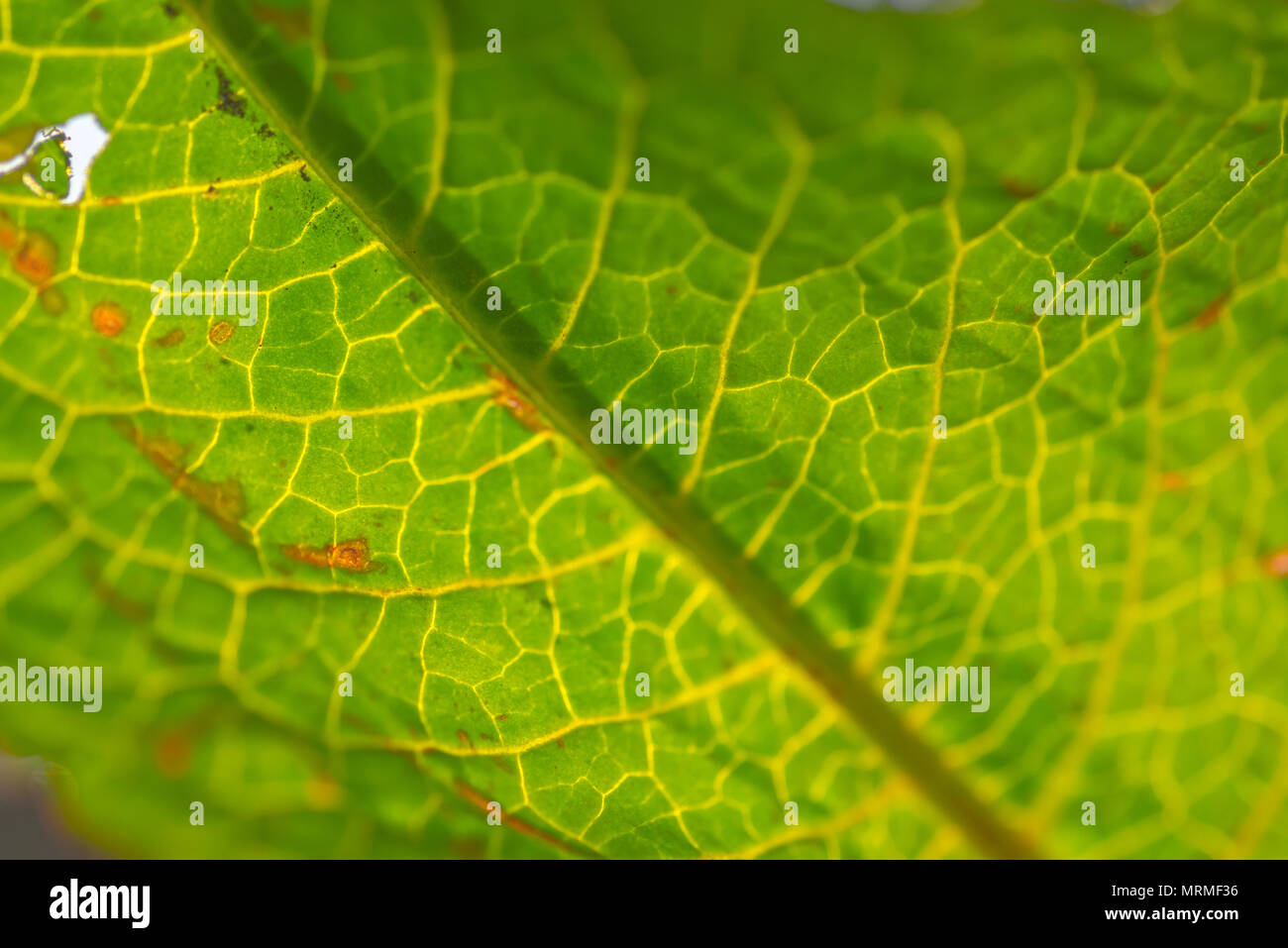Leaf capillaries hi-res stock photography and images - Alamy