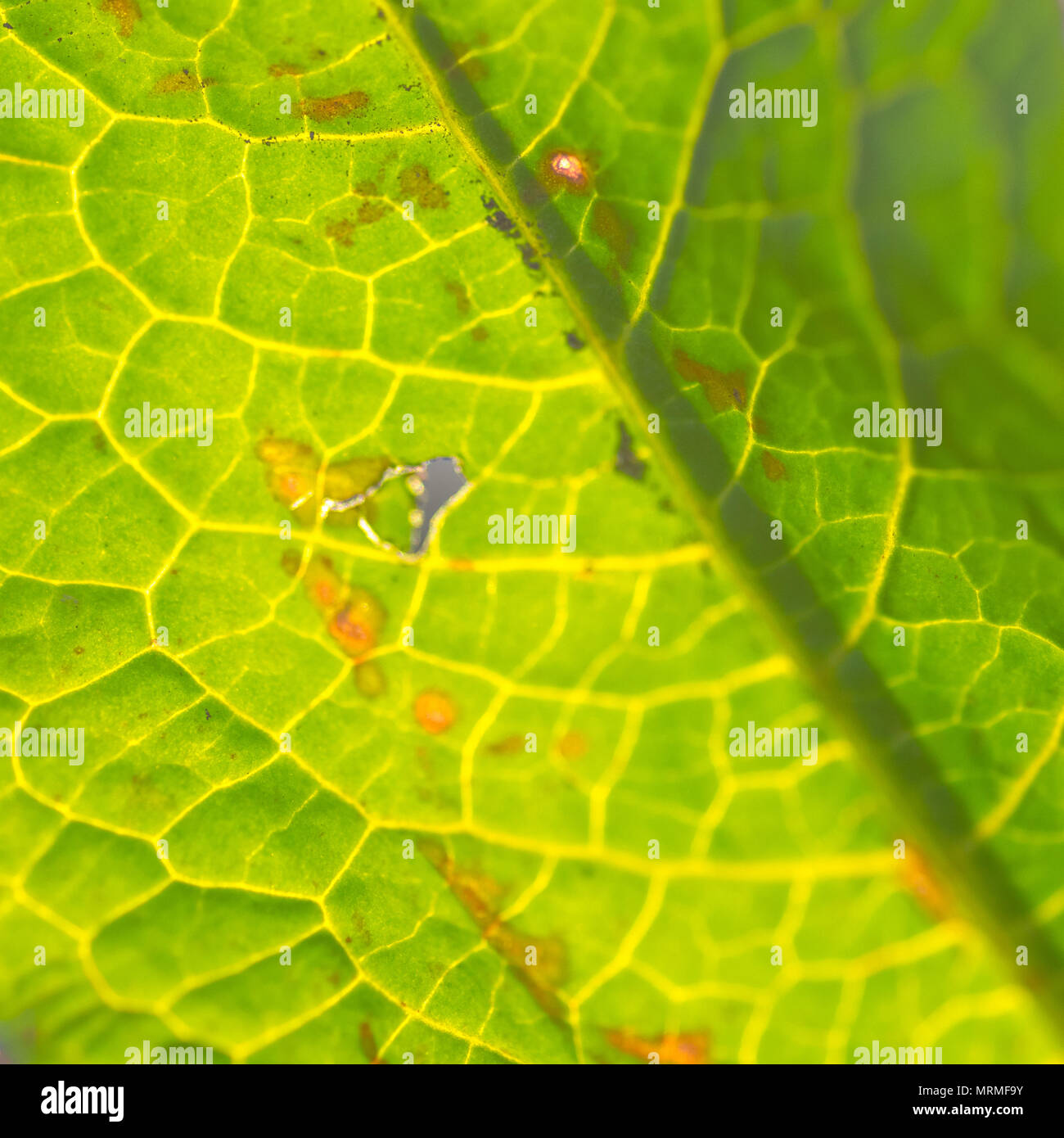 Leaf capillaries hi-res stock photography and images - Alamy