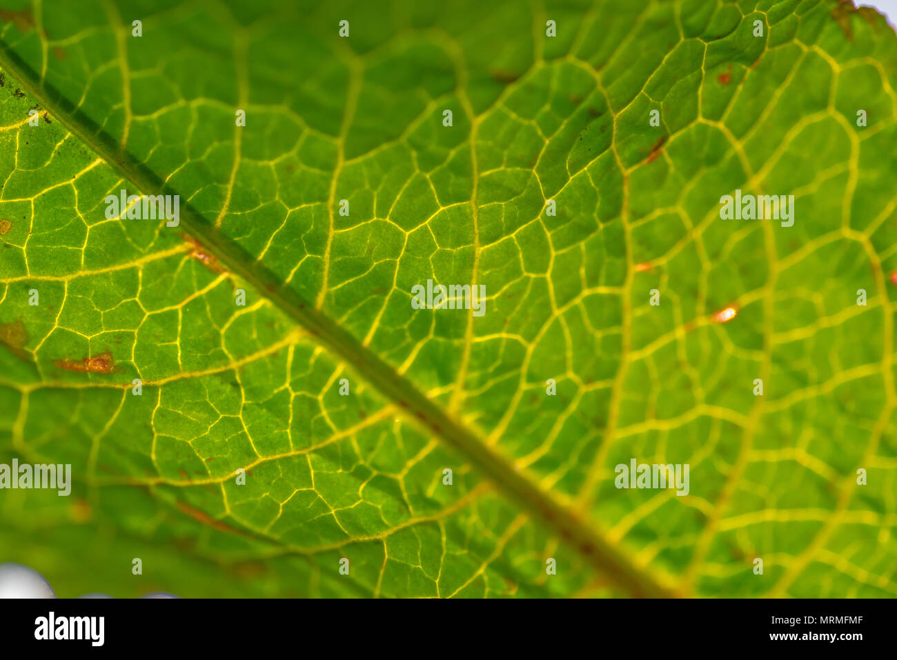Green Leaf Capillaries Stock Photo - Alamy