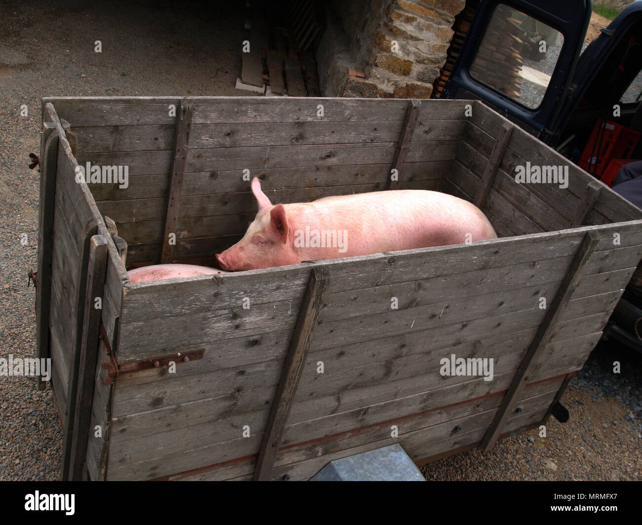 Pigs on the wagon waiting for pig-sticking Stock Photo - Alamy