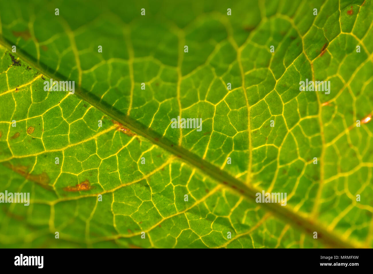 Green Leaf Capillaries Stock Photo - Alamy