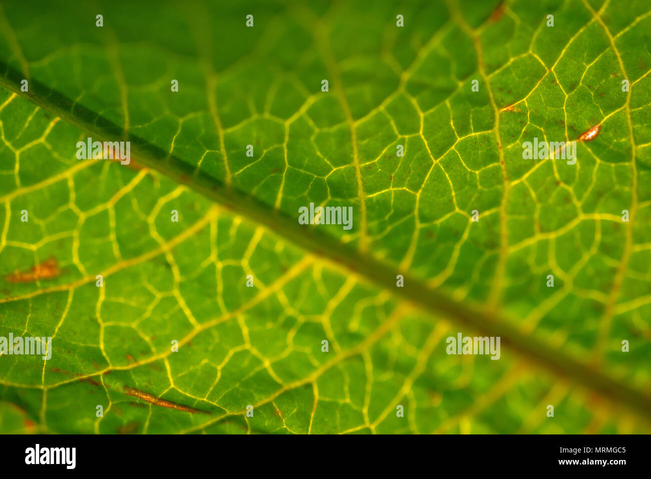 Leaf capillaries hi-res stock photography and images - Alamy