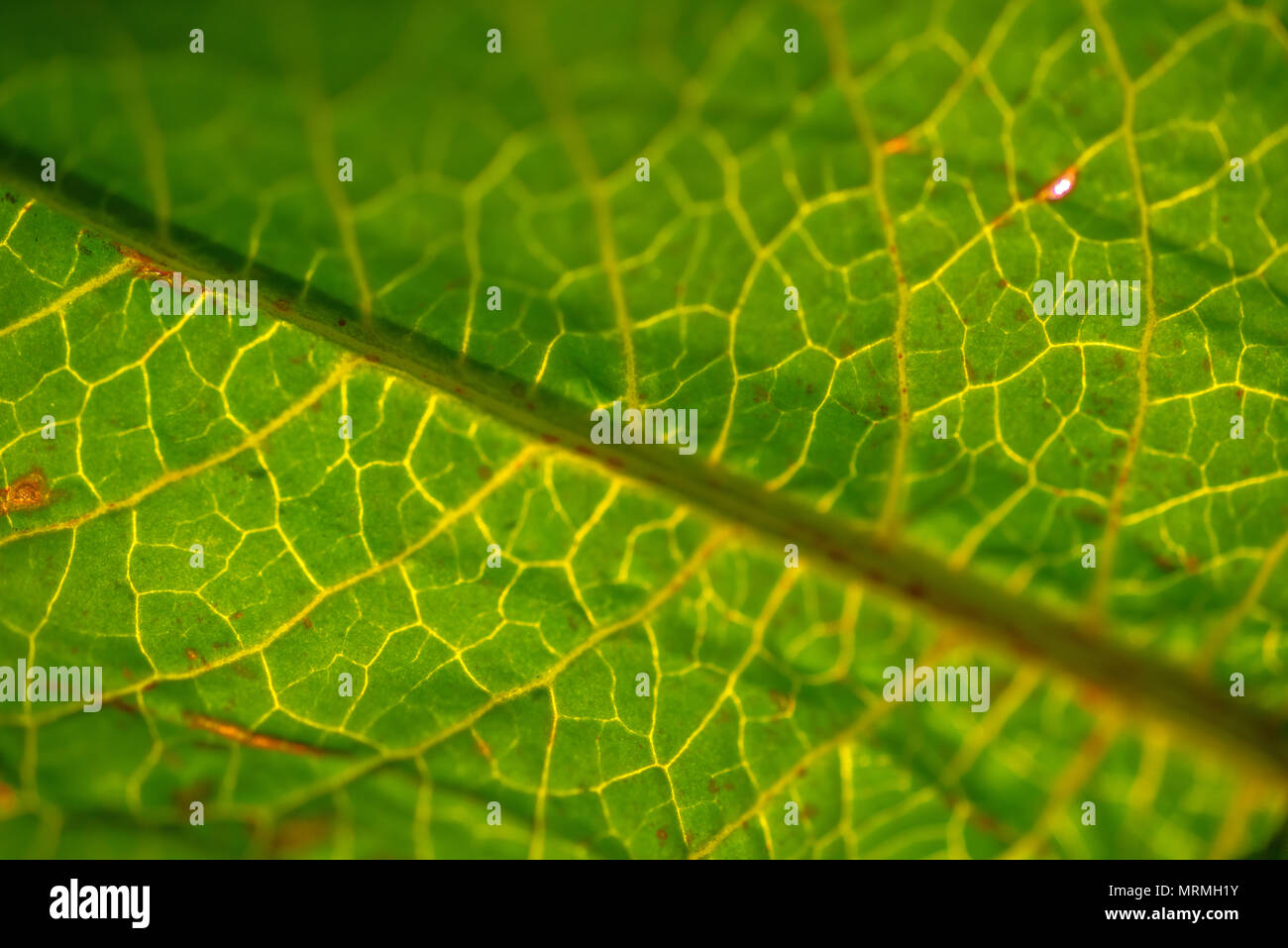 Green Leaf Capillaries Stock Photo - Alamy
