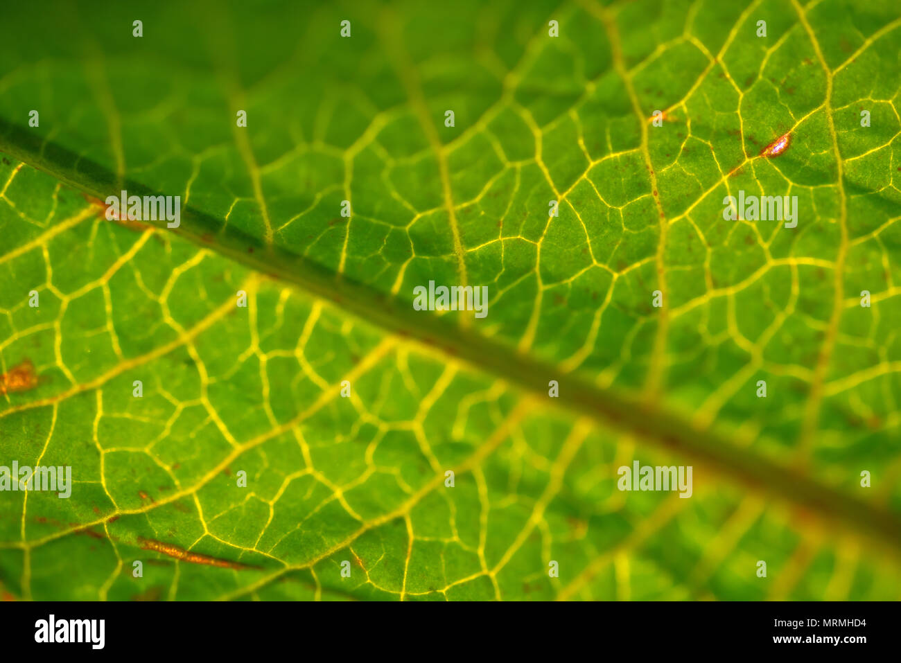 Leaf capillaries hi-res stock photography and images - Alamy