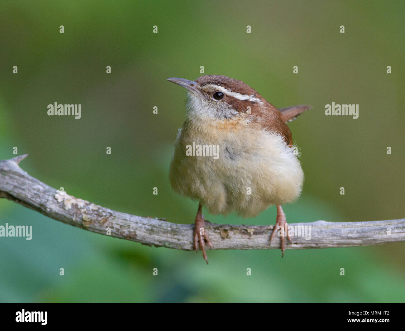 Carolina wren hi-res stock photography and images - Alamy