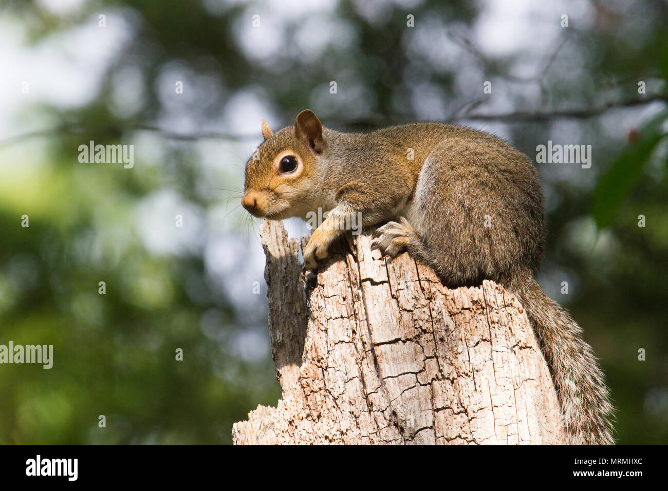 Dead gray squirrel hi-res stock photography and images - Alamy