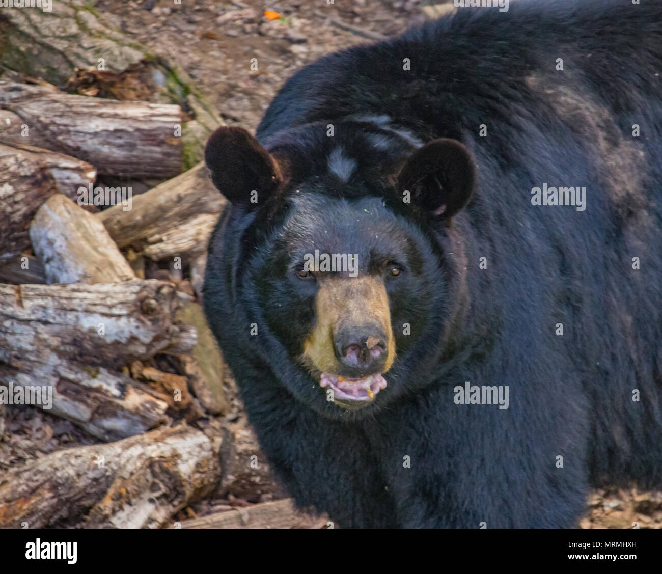 Blue ridge mountains animal hi-res stock photography and images - Alamy