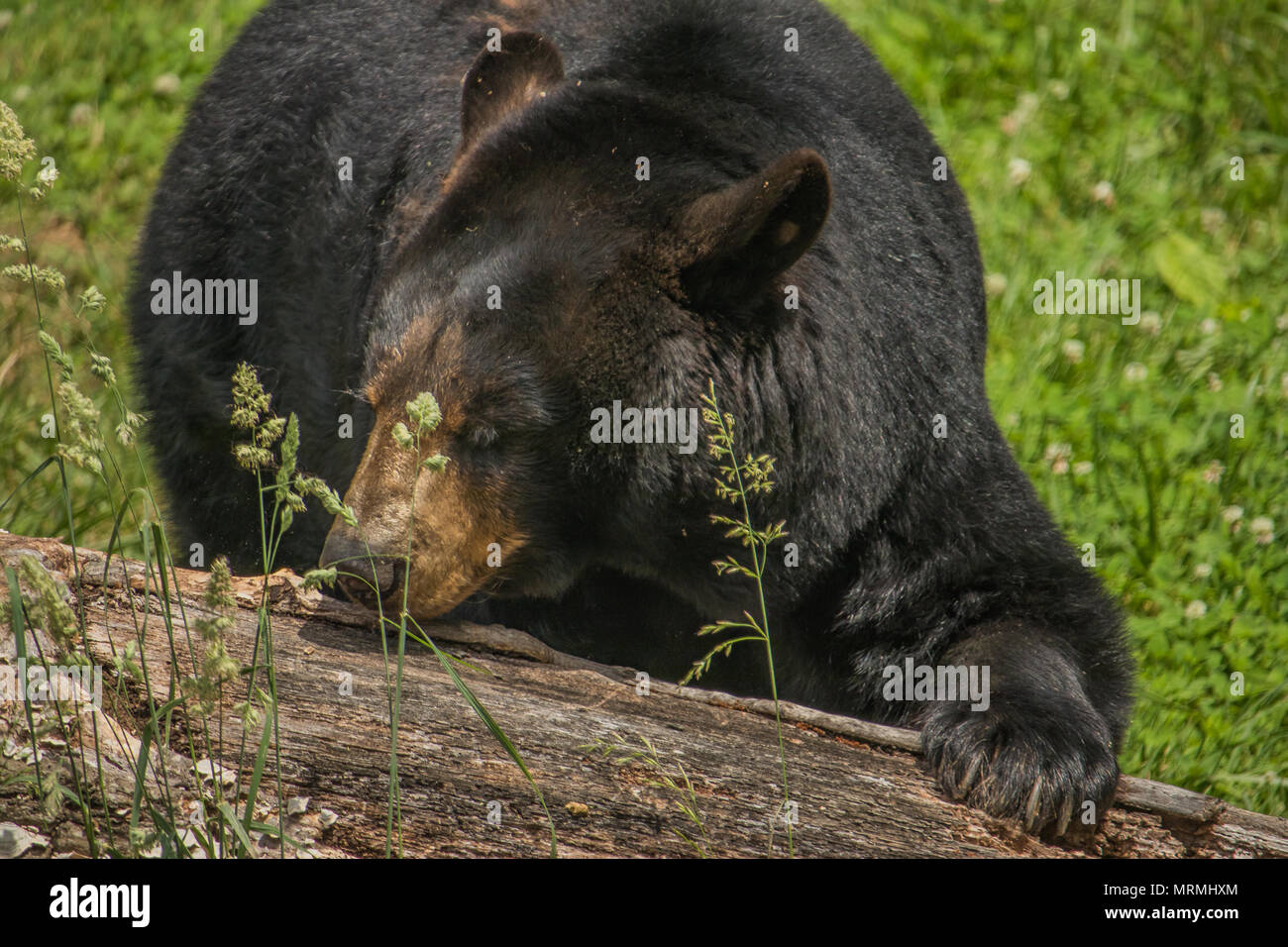 Blue ridge mountains animal hi-res stock photography and images - Alamy