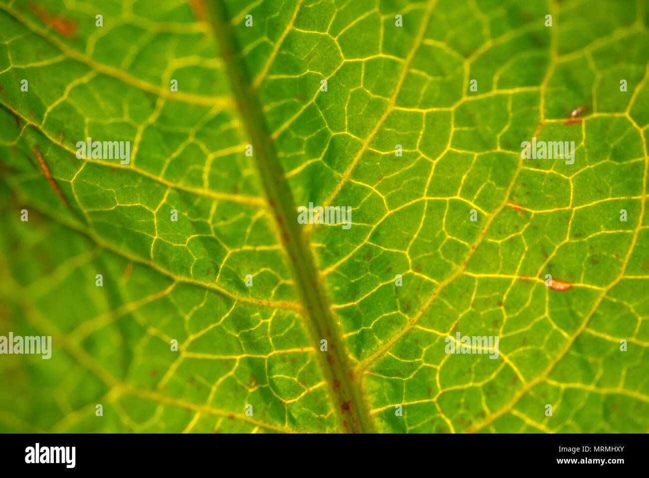 Green Leaf Capillaries Stock Photo - Alamy