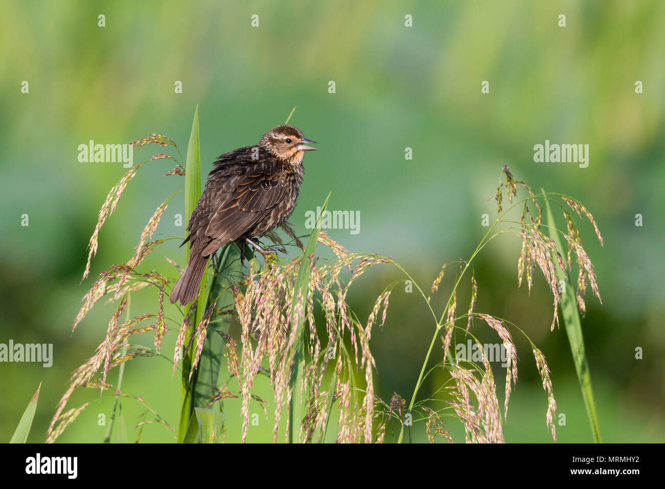 Rice bird hi-res stock photography and images - Alamy