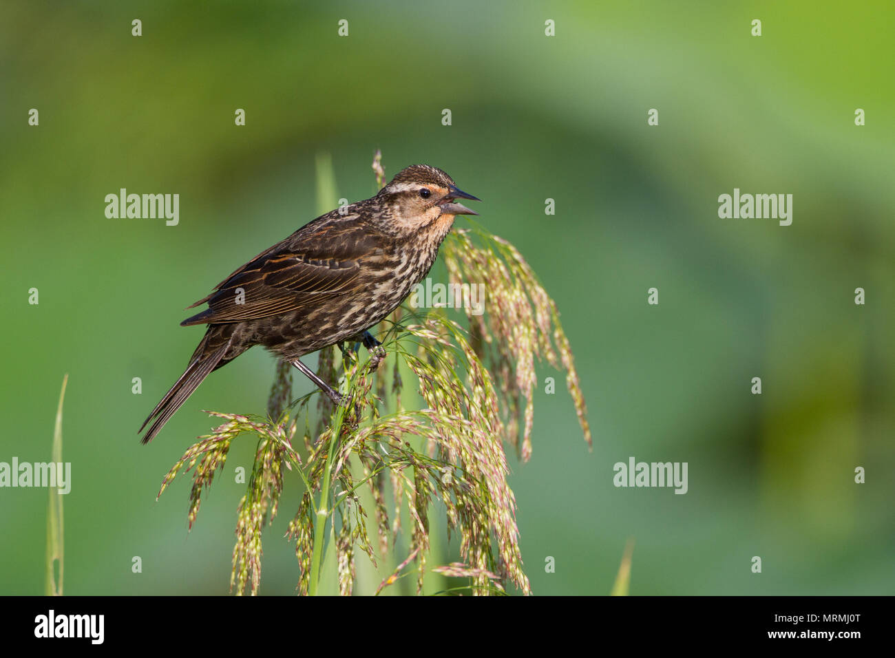 Rice bird hi-res stock photography and images - Alamy