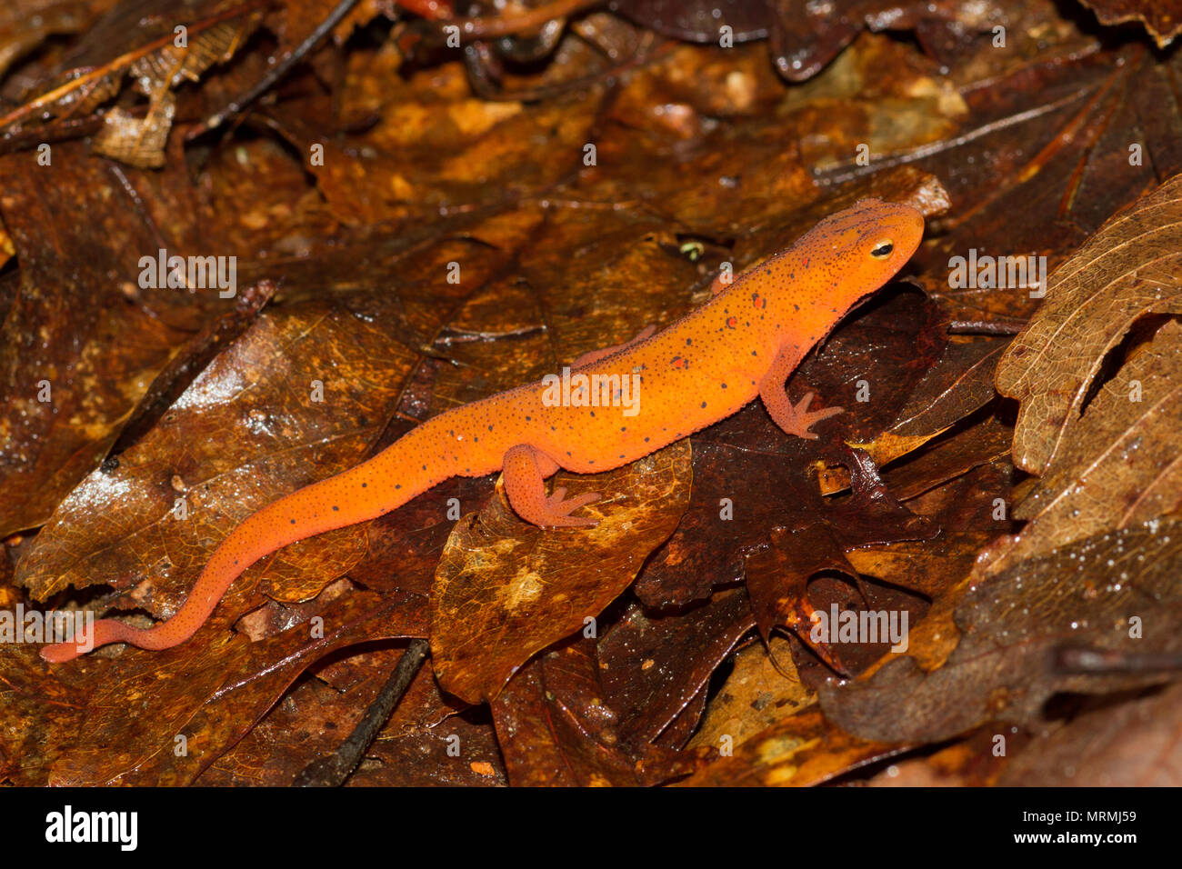 Eft hi-res stock photography and images - Alamy