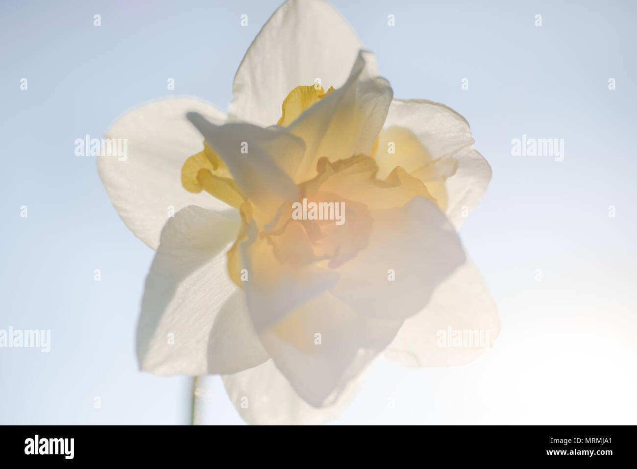 Floral Background - Daffodil Flower Isolated Stock Photo - Alamy