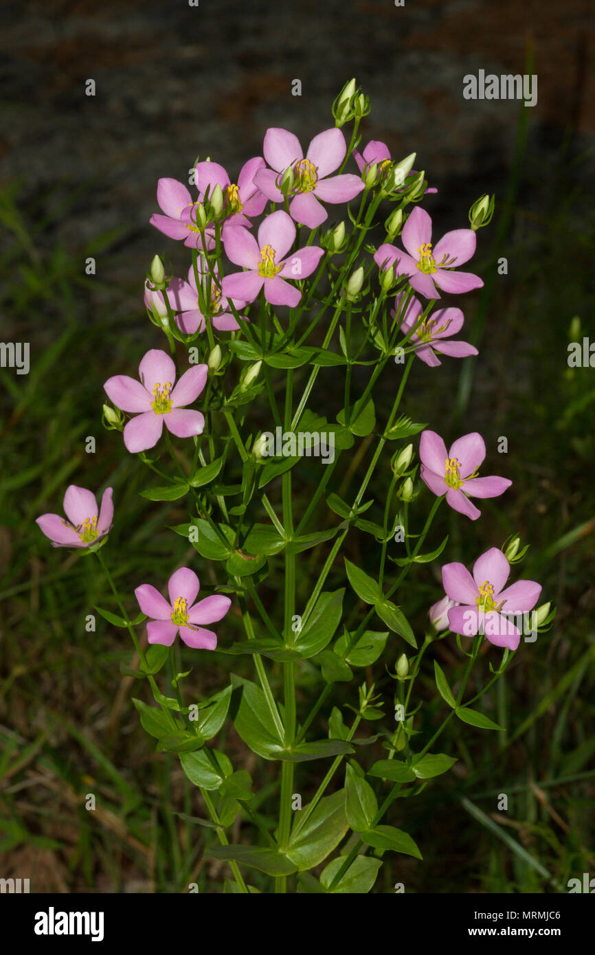 Sabatia hi-res stock photography and images - Alamy
