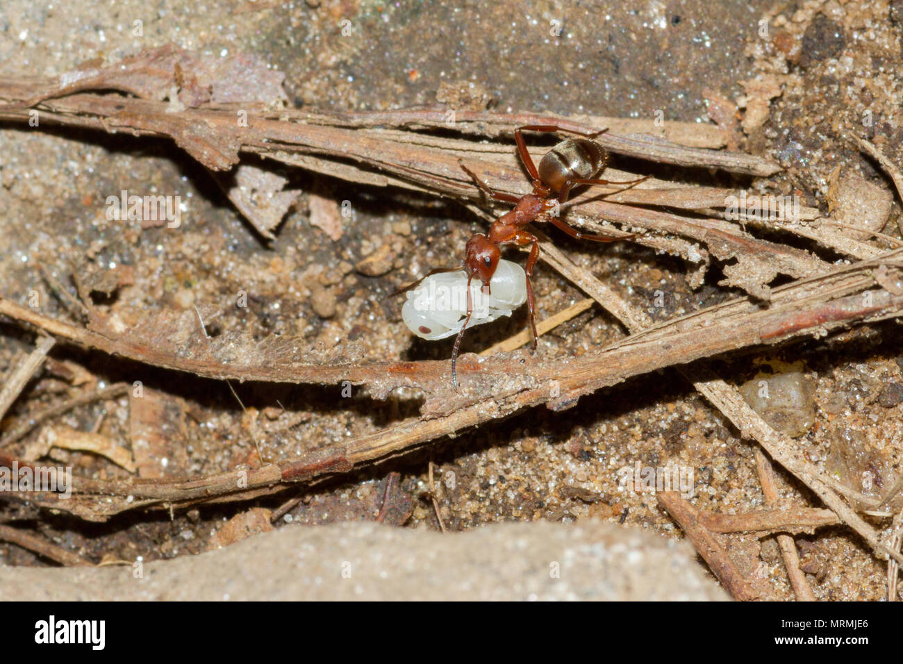 Slave maker hi-res stock photography and images - Alamy