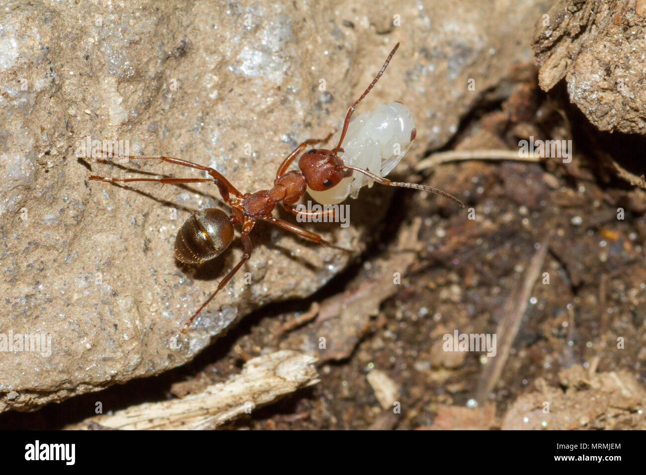 Slave maker hi-res stock photography and images - Alamy