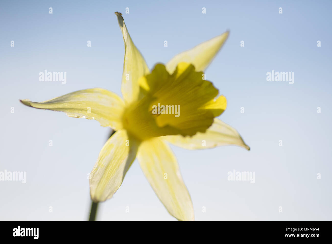 Floral Background - Daffodil Flower Isolated Stock Photo - Alamy