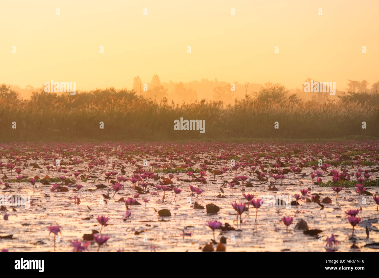Red lotus sea is the most famous attraction of Udonthani, Located ...