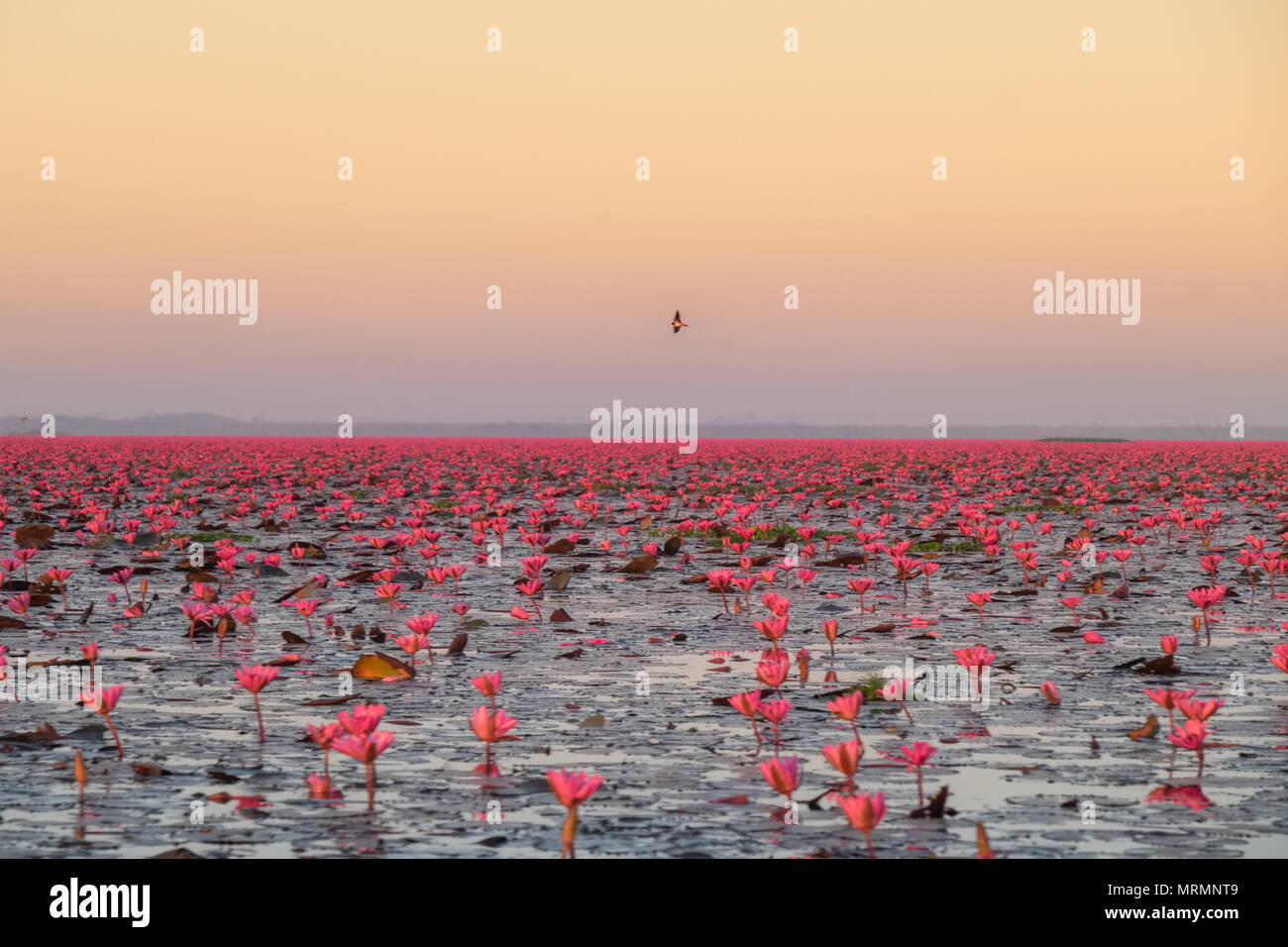 Red lotus sea is the most famous attraction of Udonthani, Located ...