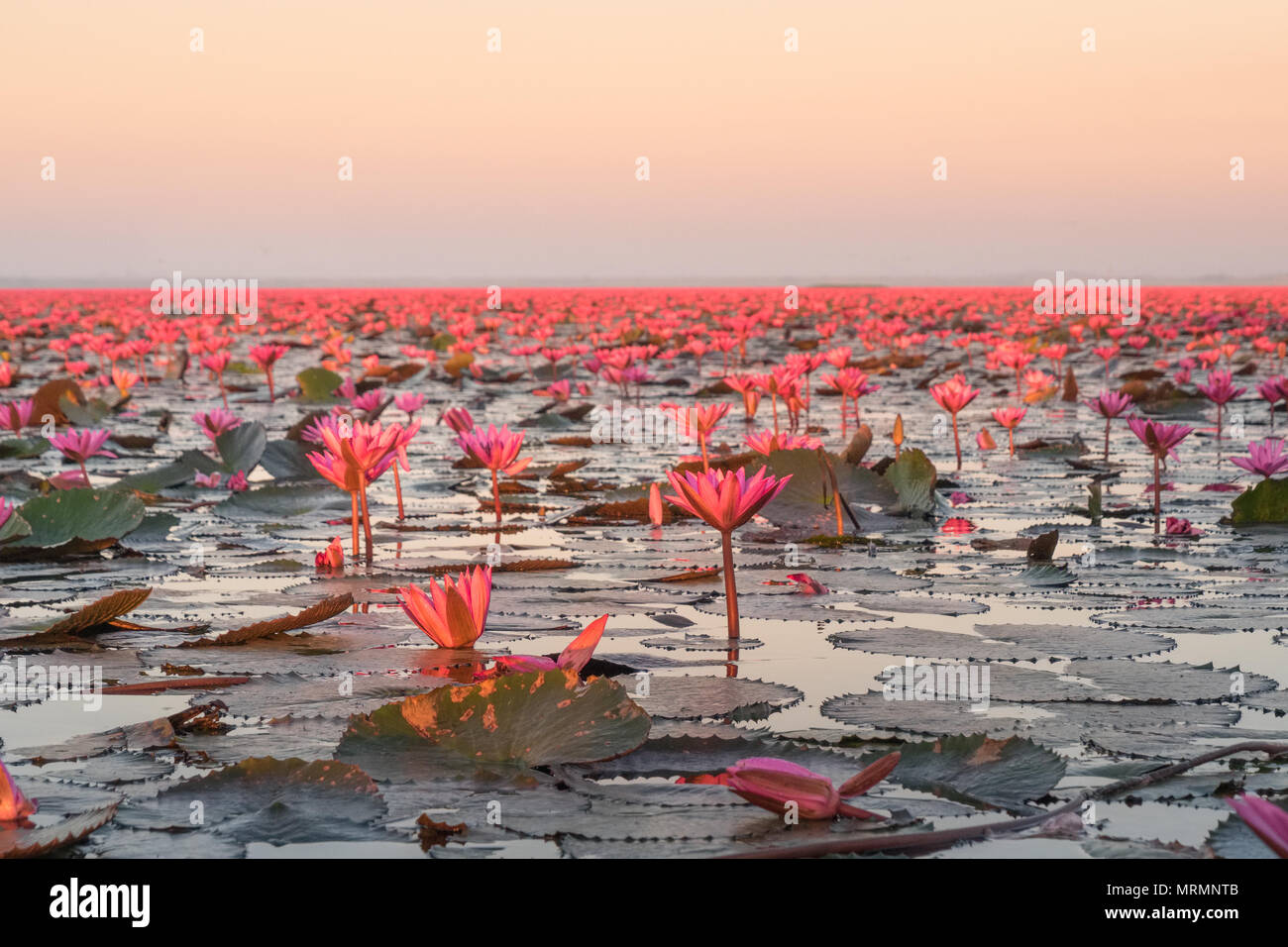 Red lotus sea is the most famous attraction of Udonthani, Located ...