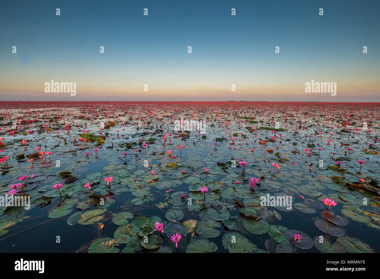 Red lotus sea is the most famous attraction of Udonthani, Located ...