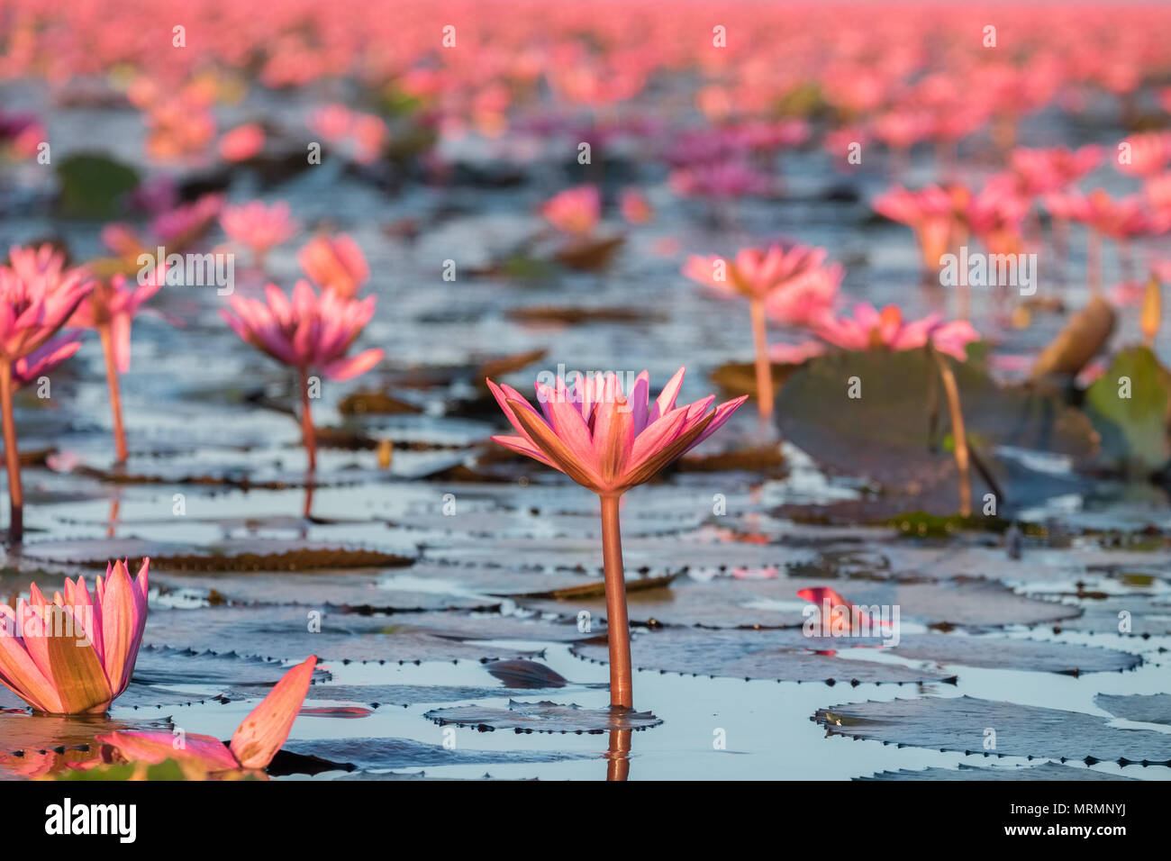 Red lotus sea is the most famous attraction of Udonthani, Located ...