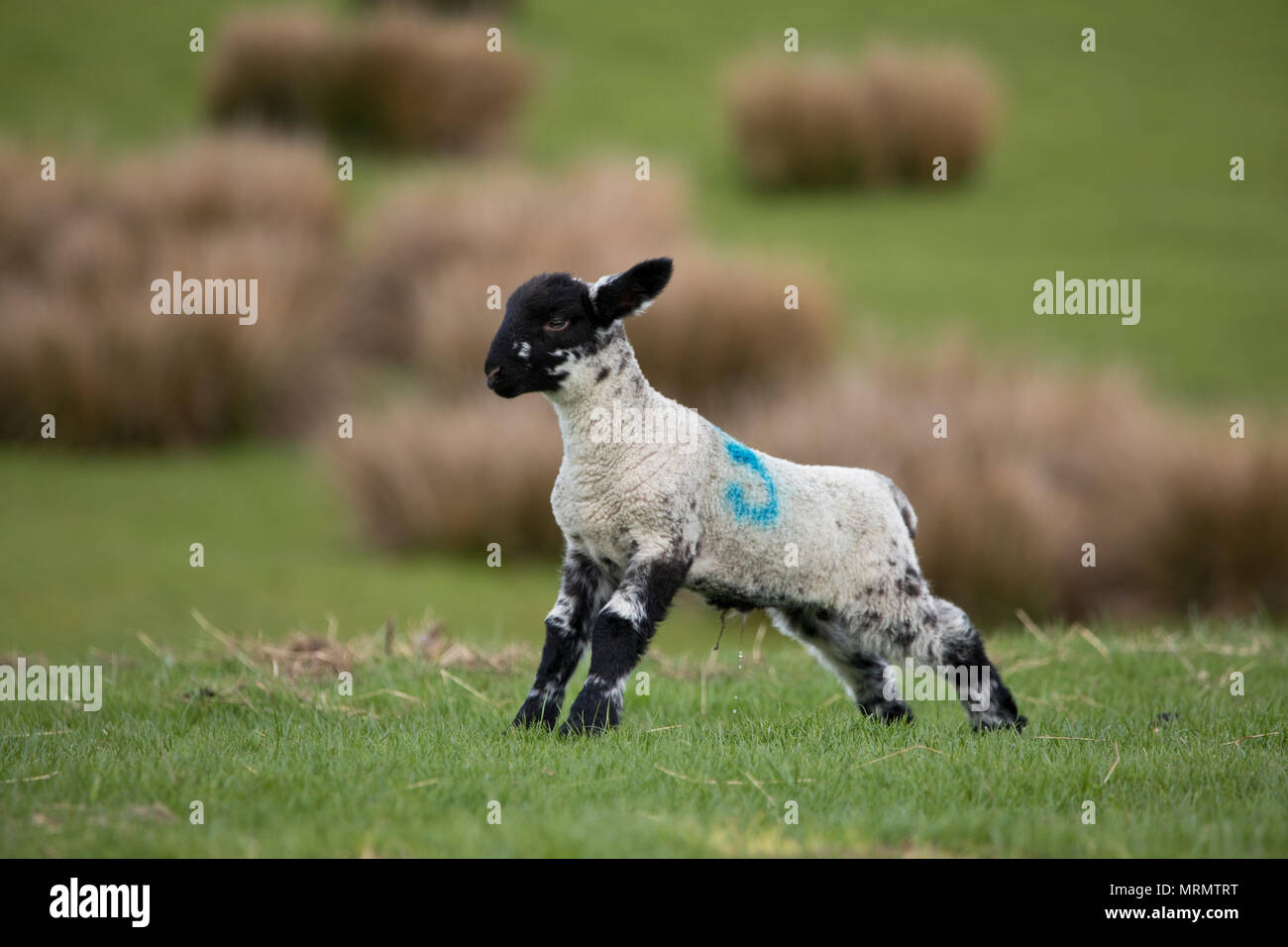 North country mule ewe sheep hi-res stock photography and images - Alamy