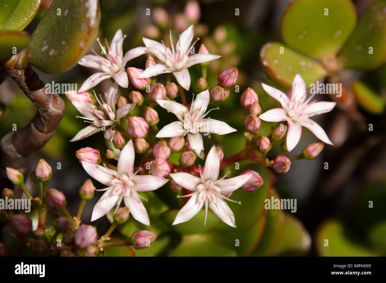 Crassula Ovata in flower late May, Melbourne, Australia Stock Photo - Alamy