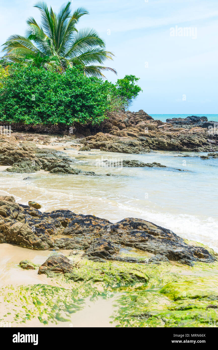 Paradise bush hi-res stock photography and images - Alamy