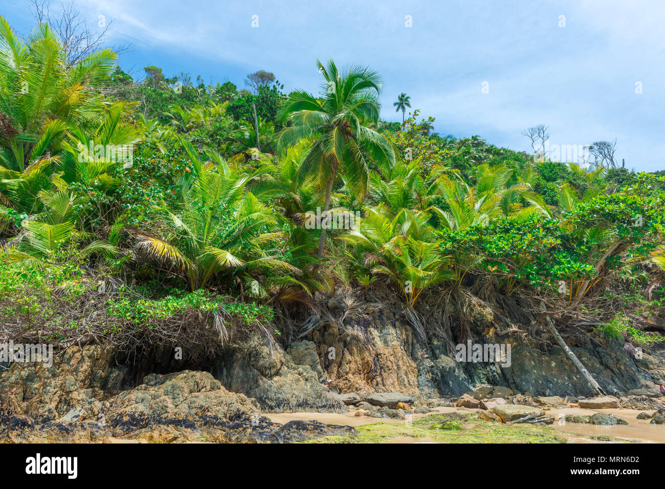 Natural vegetation monster face done by nature on the left inside Stock ...