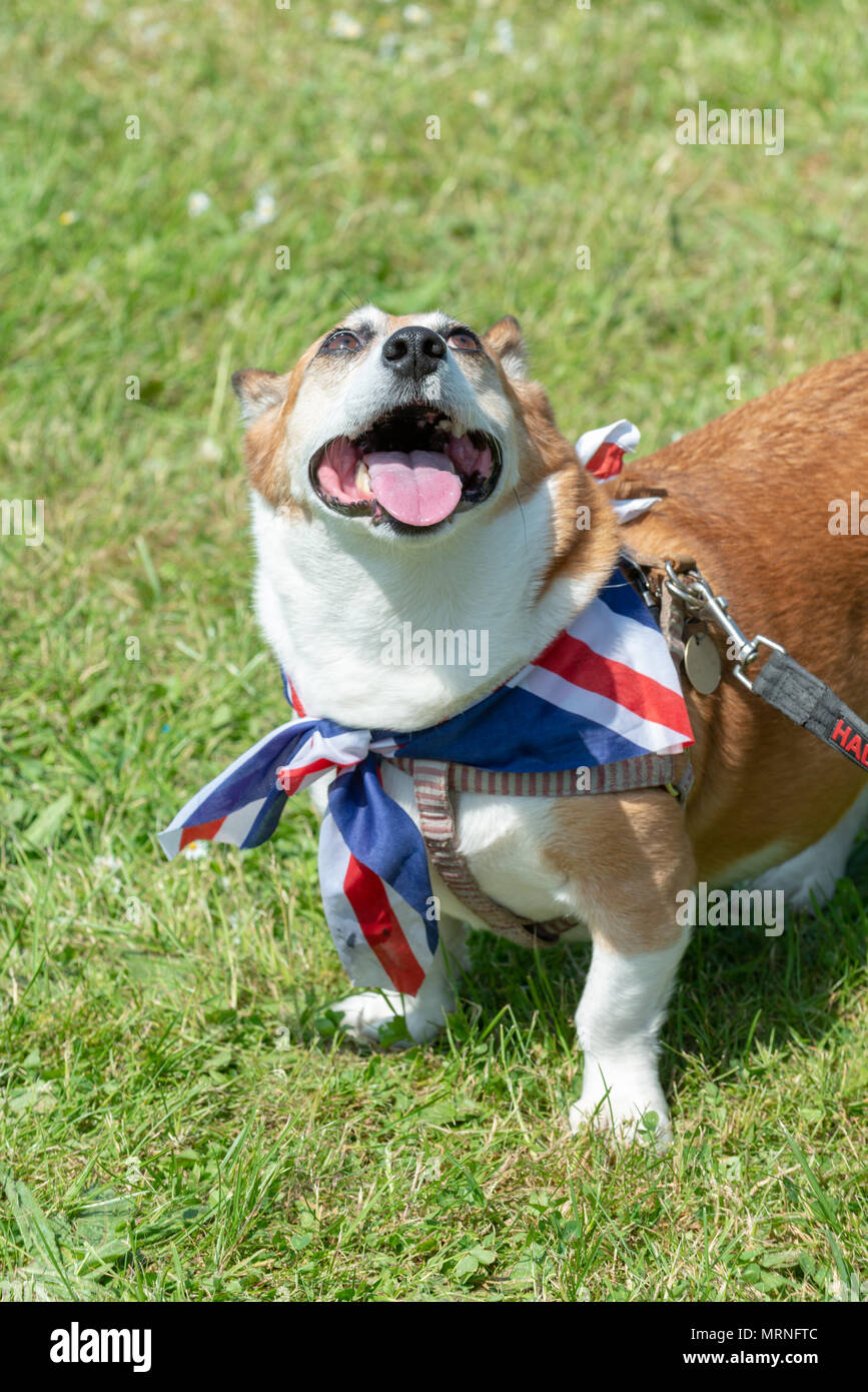 Dog wearing union jack flag hi-res stock photography and images - Alamy
