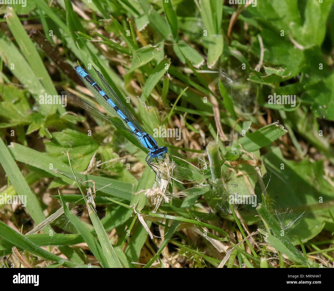 Damsel fly ireland hi-res stock photography and images - Alamy