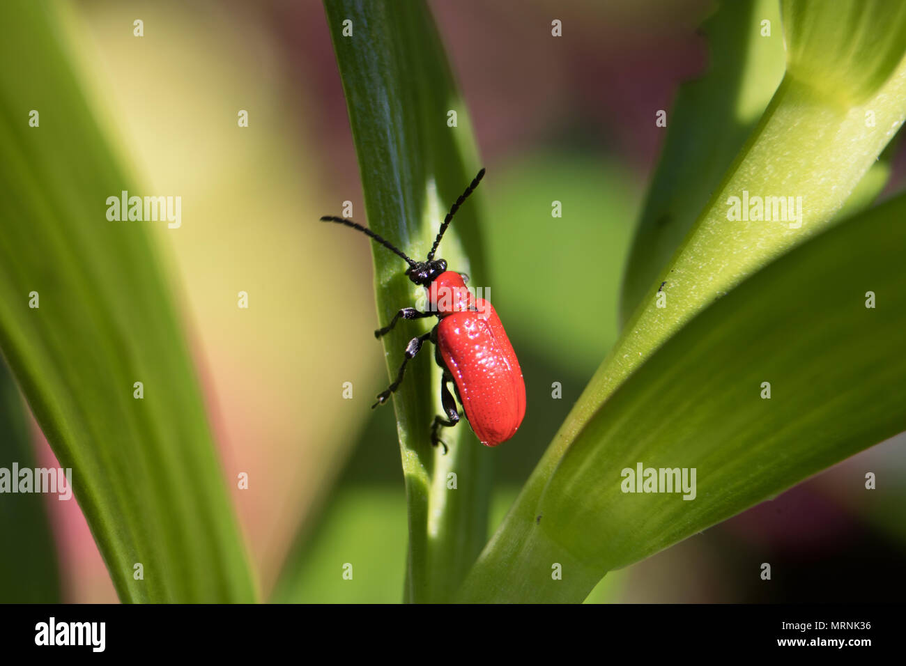 Epsom Surrey England UK. 27th May 2018. A red lily beetles on a lily ...