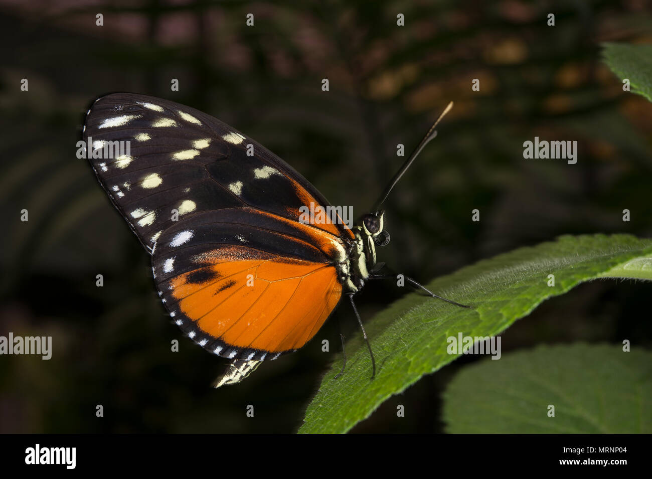 Cream-spotted Tigerwing or Variable Prestonian, Thitorea tarracina ...