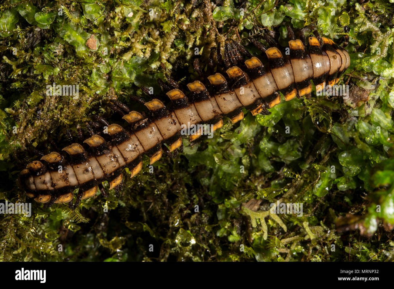 Python millipede hi-res stock photography and images - Alamy