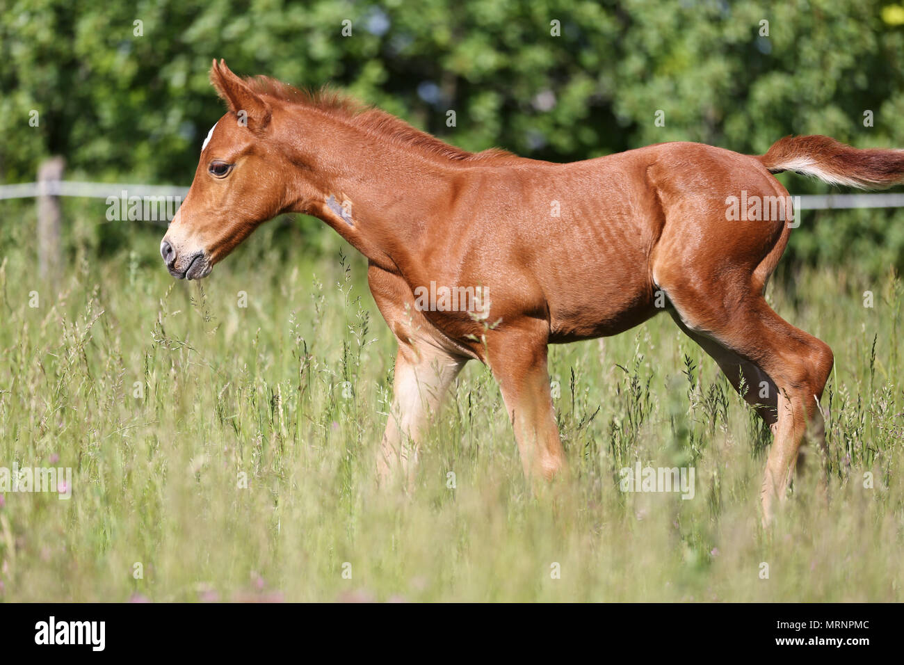 Pretty cute little foal runs on meadow Stock Photo - Alamy